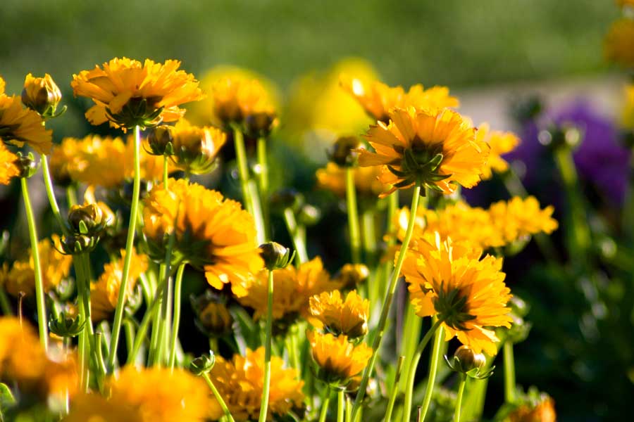 Spruce Up Your Yard For Spring | Reno Green Landscaping