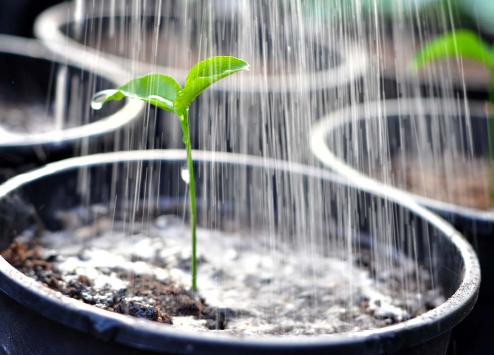Are You Overwatering? | Reno Green Landscaping